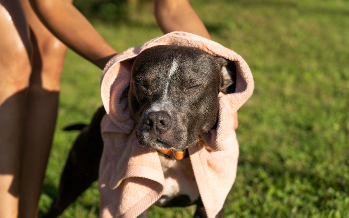 Genetik och värme: Ta reda på om din hund lider av dolt brachycephalic ...