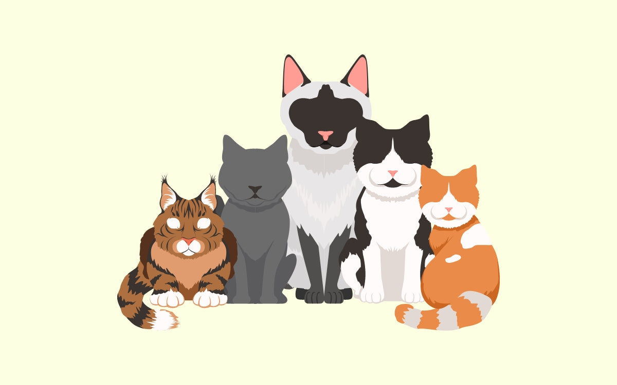 Combien de temps vit un chat de la race Sphynx ? – Koko Genetics