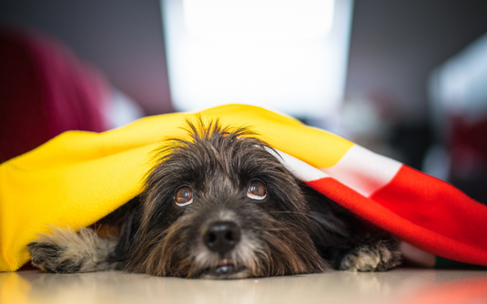 How to help your dog with anxiety (and how they help us in return ...